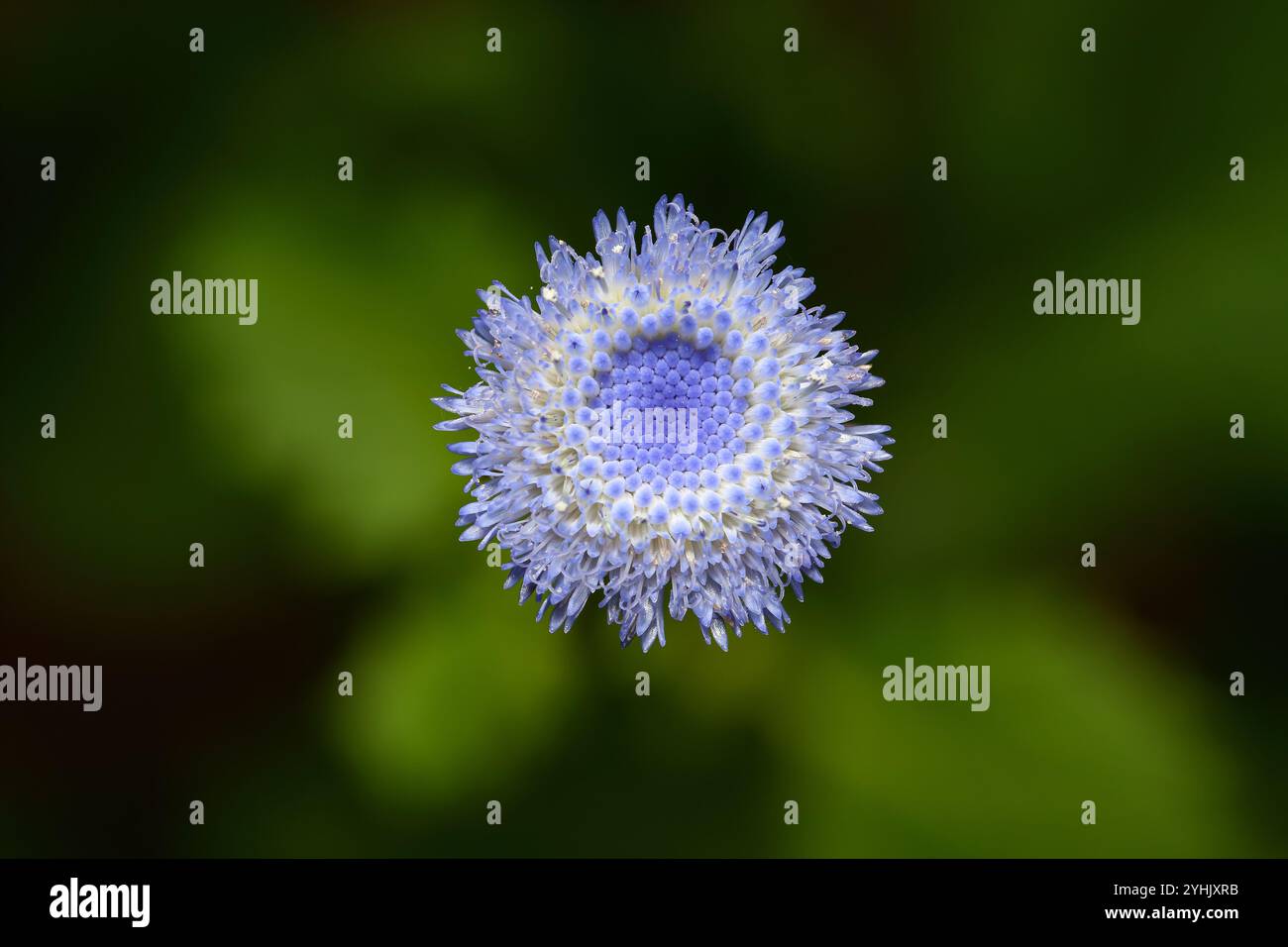 Crassocephalum rubens flower, the wild edible vegetables and herb from ...