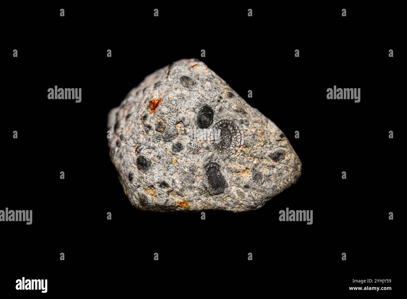 Dinosaur skeleton black background hi-res stock photography and images ...