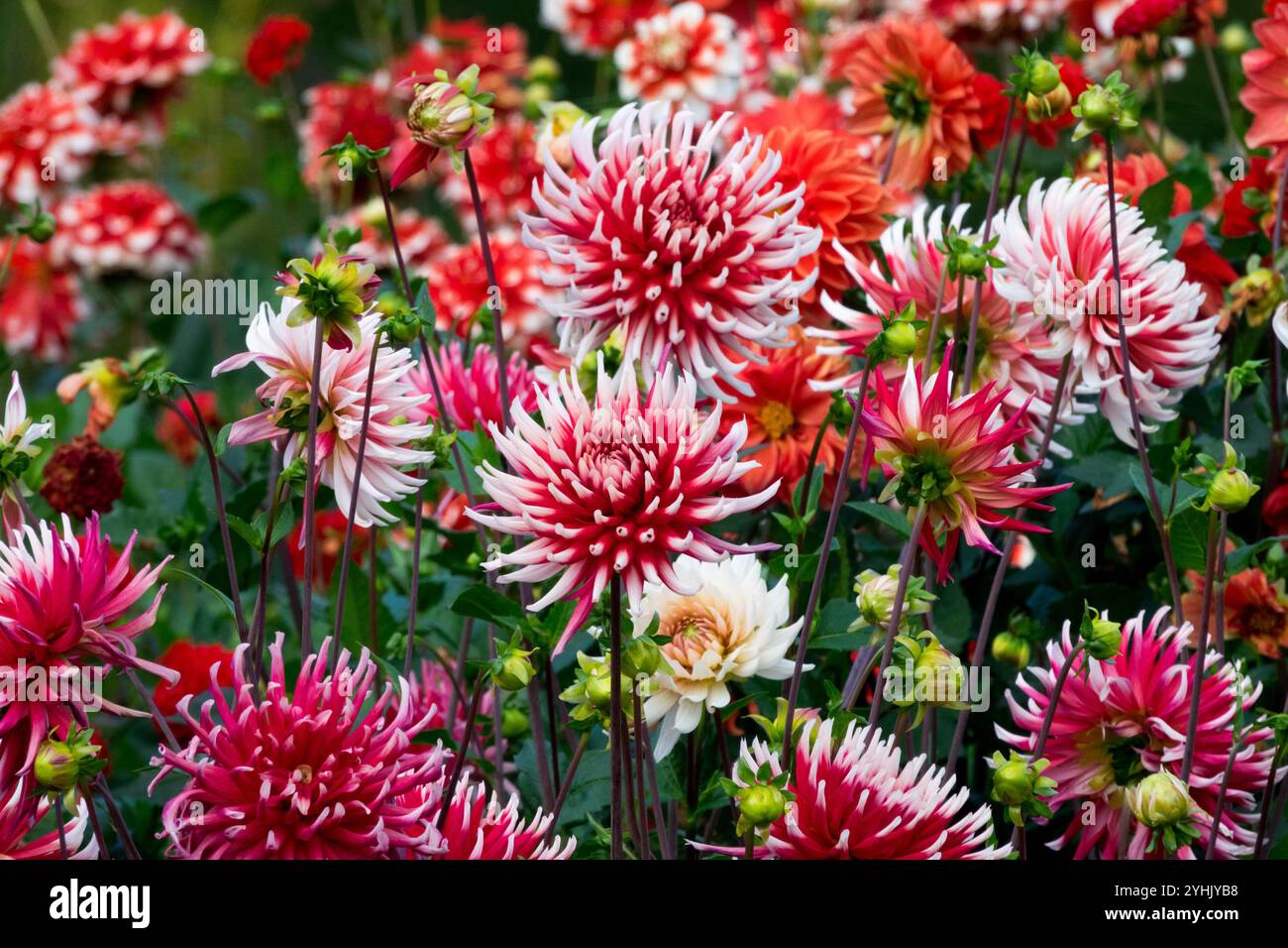 Dahlia camano rascal hi-res stock photography and images - Alamy