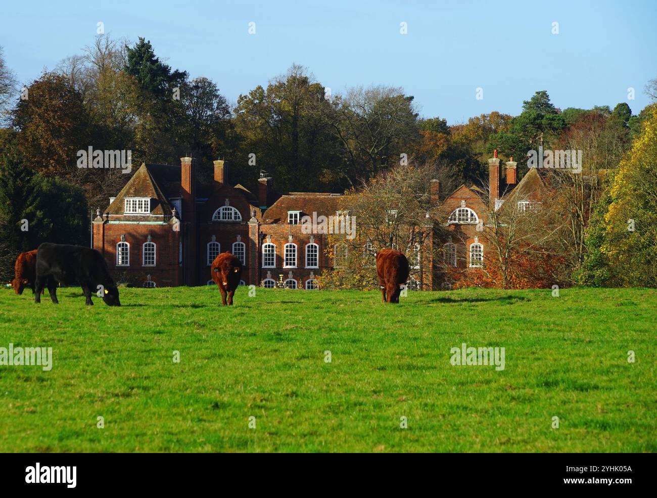 Cattle grazing in the meadows near Temple Dinsley, Hertfordshire Stock ...