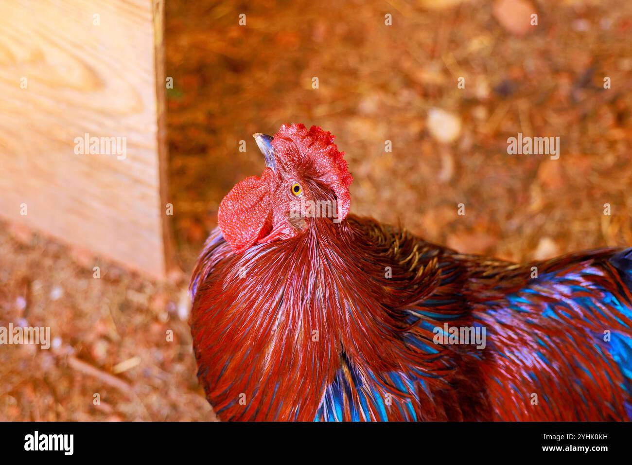 An colorful rooster with large red rose comb caruncle in farm ...
