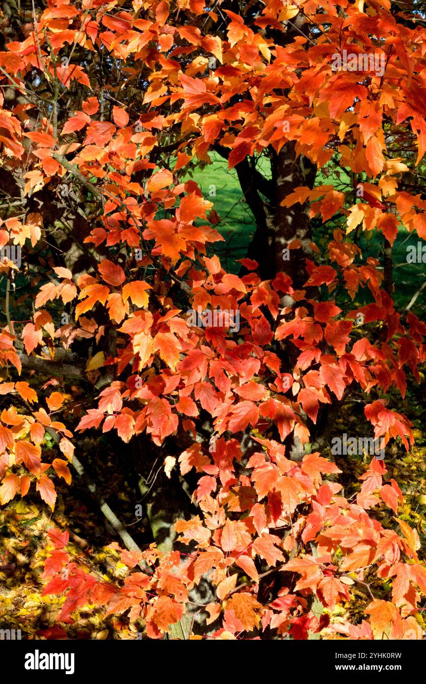Acer tataricum "Ginnala" Garden Shrub Tree in Autumn Garden Autumnal ...