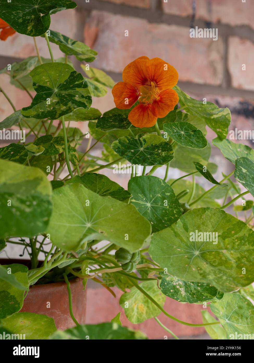 Nasturtium 'Alaska' (Tropaeolum majus) plant in a pot close up against ...