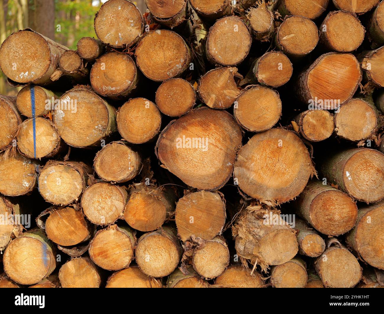 Wood storage in the forest - After felling, the logs are stored at the ...
