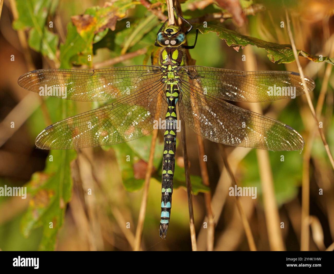 Southern Hawker dragonfly - on a warm November day. The macro shot ...
