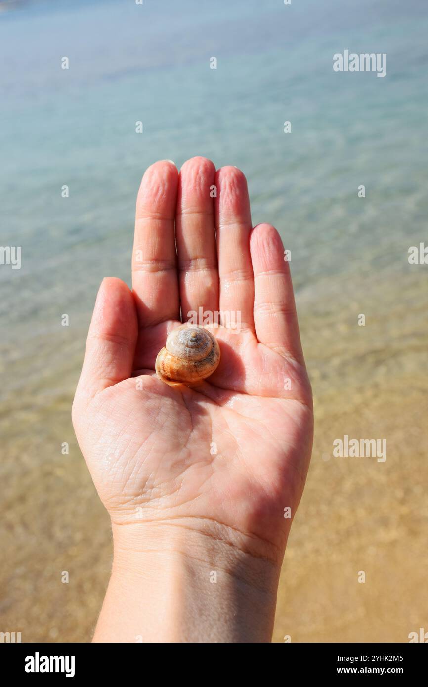hand holding sea shell on beach, sea shell Stock Photo - Alamy