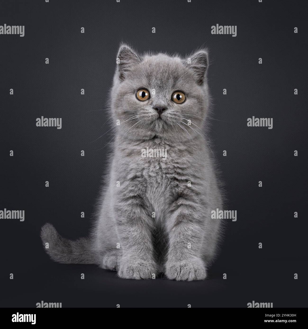 British shorthair cat breed front view hi-res stock photography and ...
