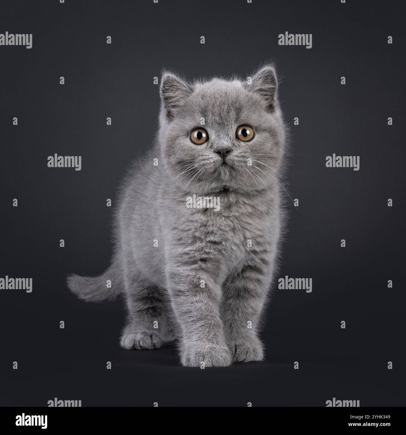 British shorthair cat breed front view hi-res stock photography and ...