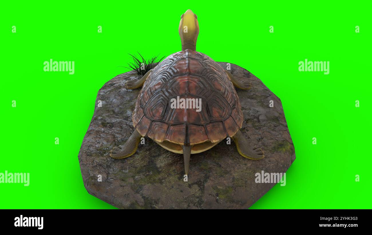 turtle climbing on a rock with green background Stock Photo - Alamy