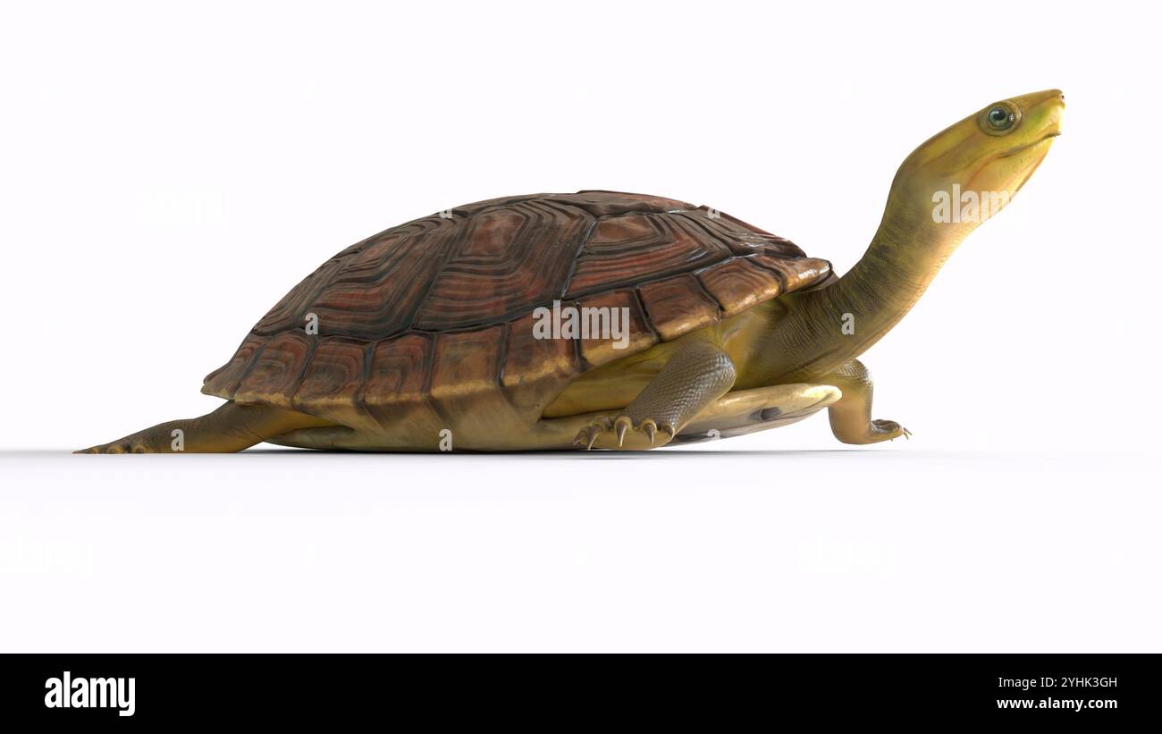 Closeup tortoise reptile Cut Out Stock Images & Pictures - Alamy