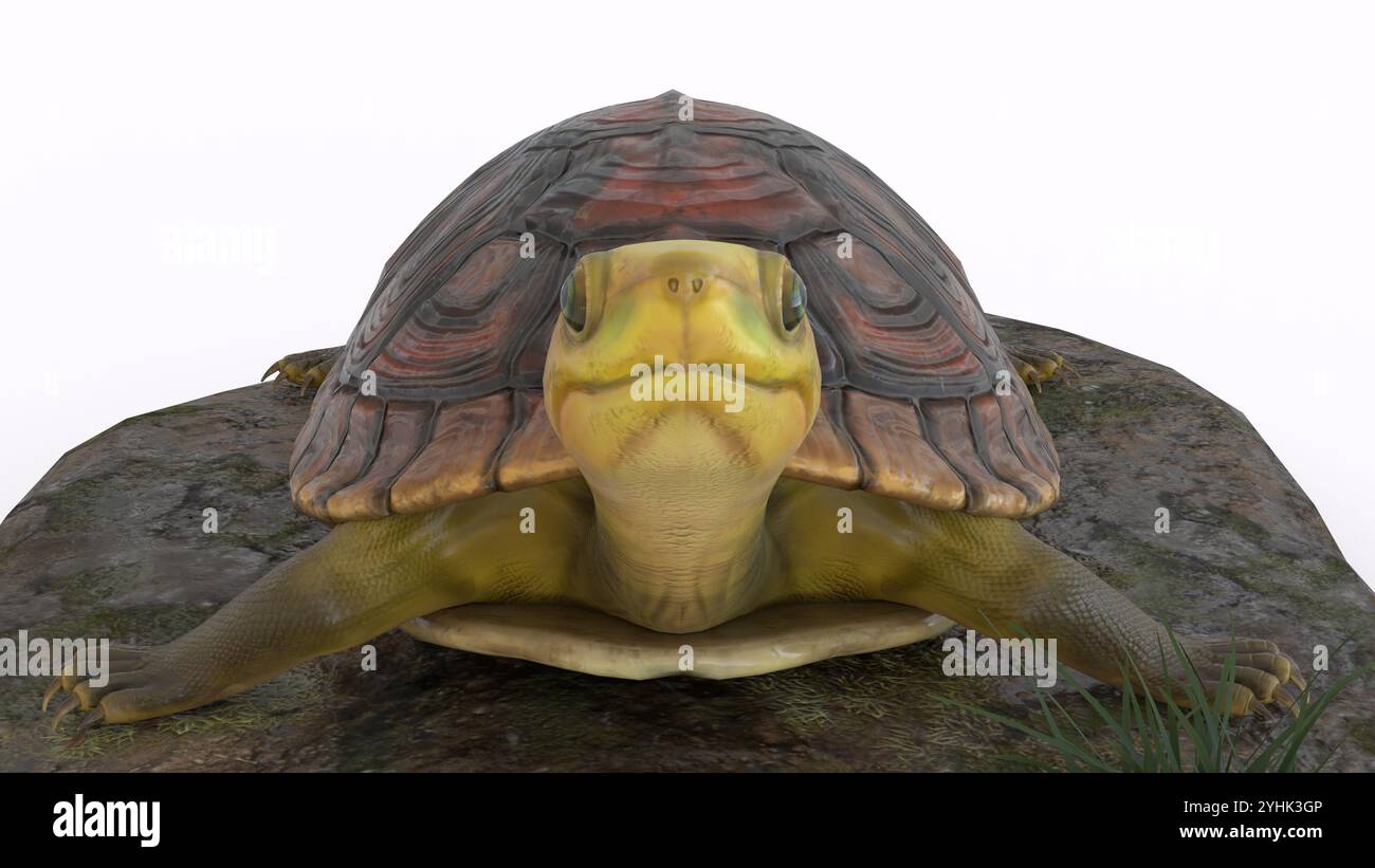 turtle climbing on a rock with white background Stock Photo - Alamy