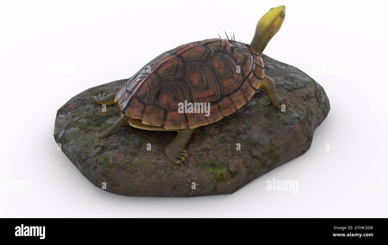 turtle climbing on a rock with white background Stock Photo - Alamy
