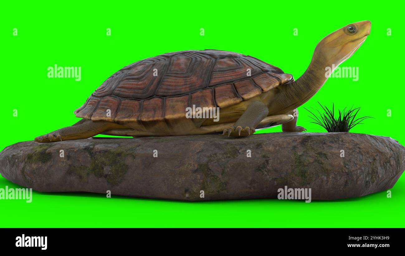 turtle climbing on a rock with green background Stock Photo - Alamy