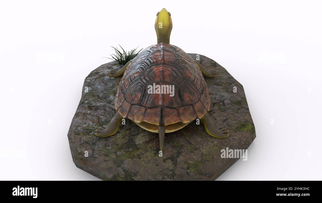 turtle climbing on a rock with white background Stock Photo - Alamy