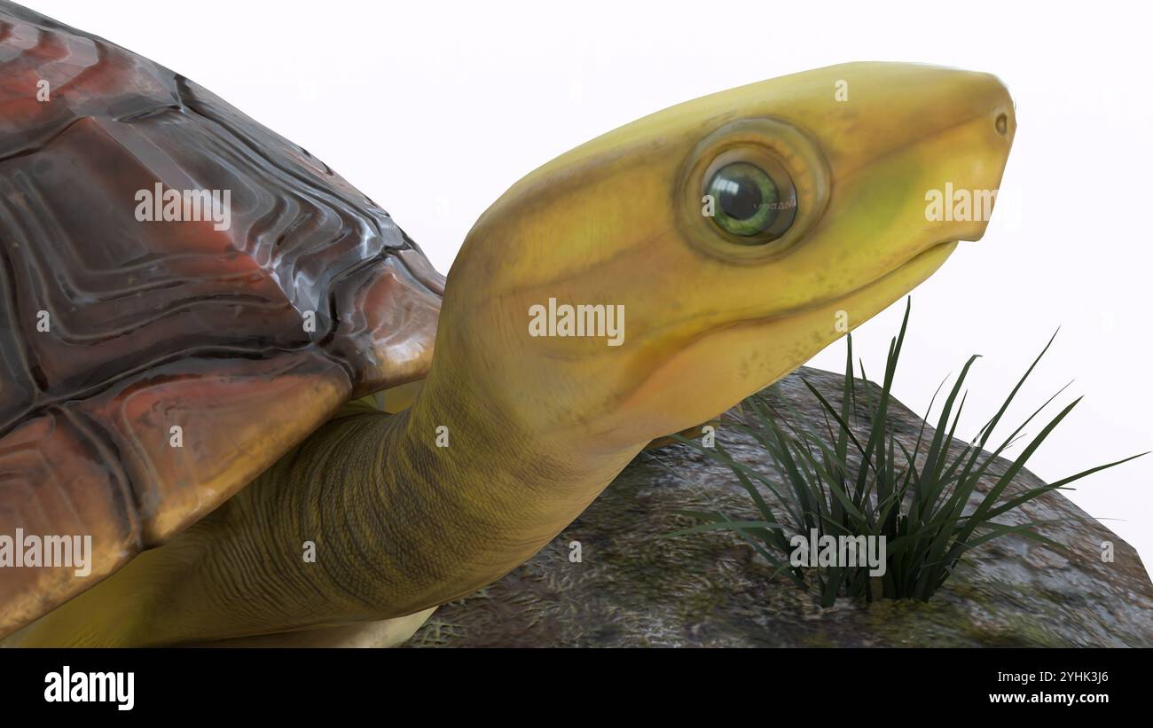 turtle climbing on a rock with white background Stock Photo - Alamy