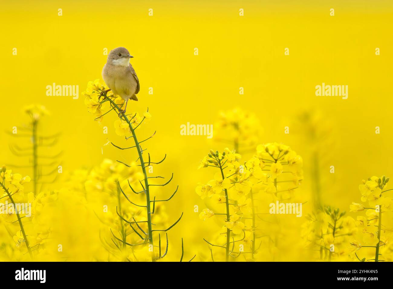 Hume's Lesser Whitethroat (Curruca curruca) in a field of rapeseed ...