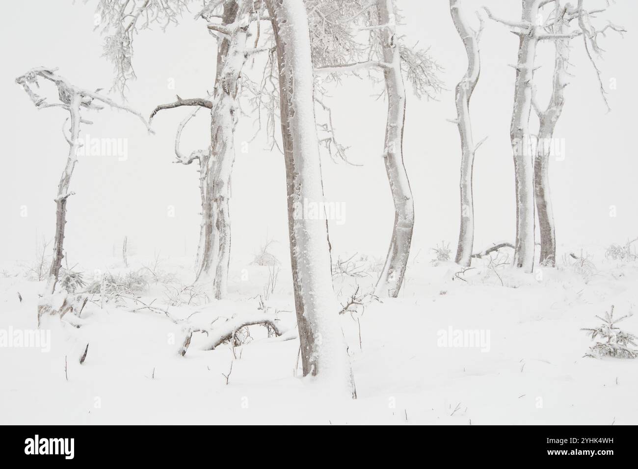 Scots pine (Pinus sylvestris) dead tree trunks under the snow in winter ...