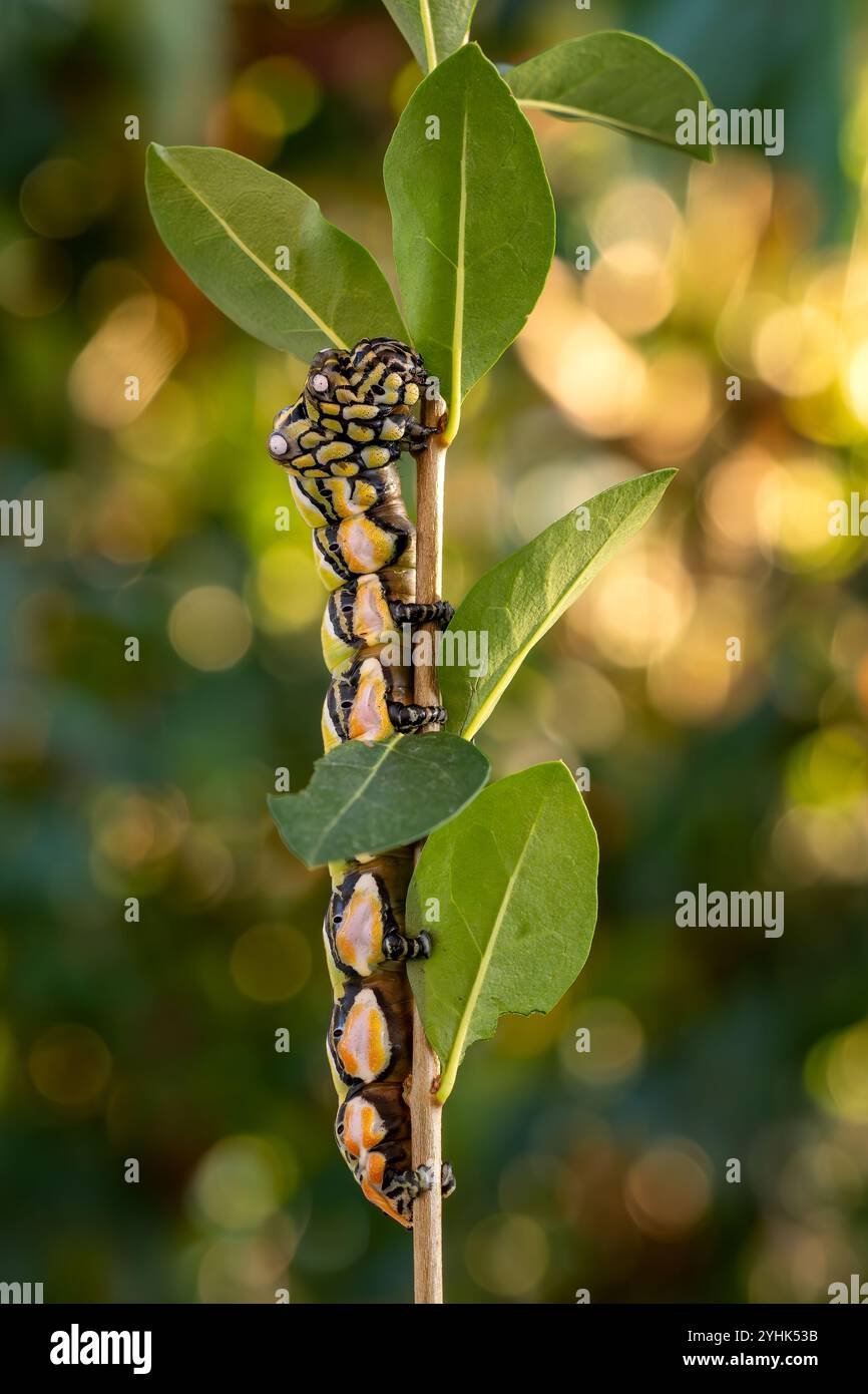Brahmid moth - Brahmaea hearseyi, caterpillar of beautiful unique moth ...