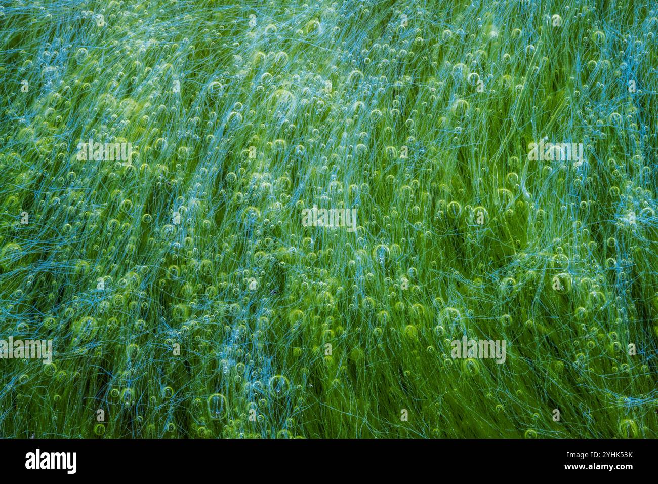 Oxygen bubbles in filamentous green algae. Photosynthesis produces ...