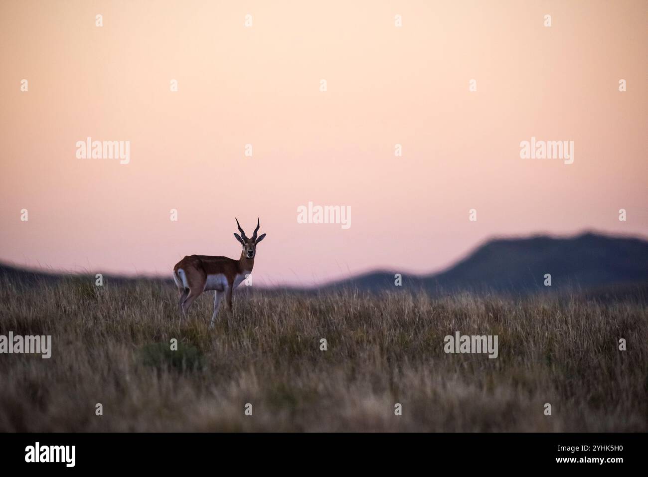 Blackbuck Antelope in Pampas plain environment, La Pampa province ...
