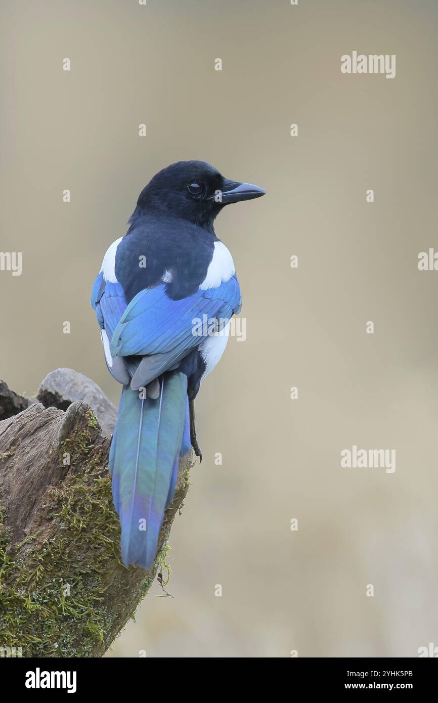 Eurasian magpie photography hi-res stock photography and images - Alamy