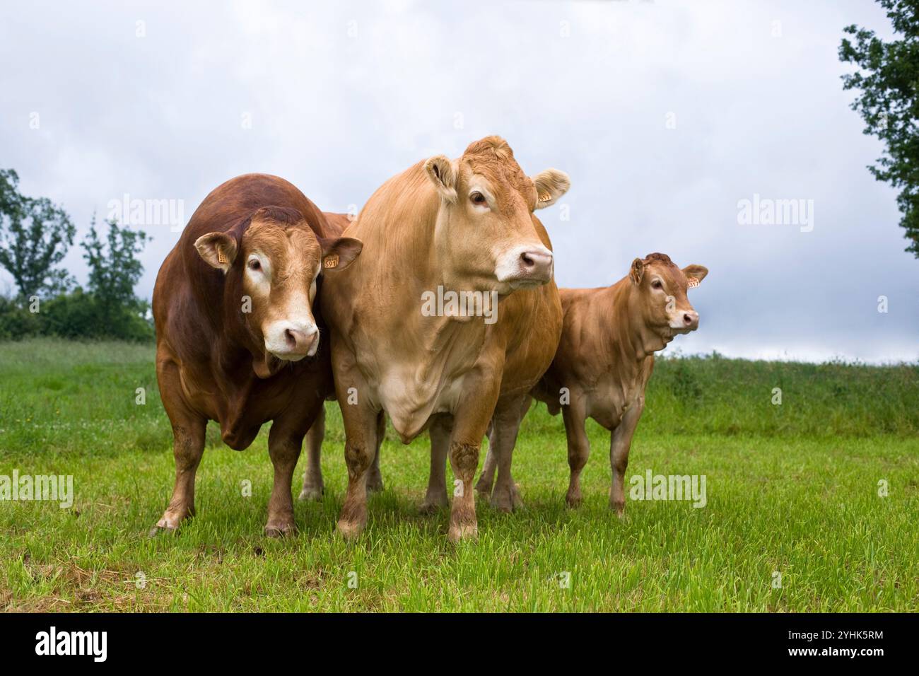 Limousin bull, cow and calf, front view, side by side, in a meadow ...