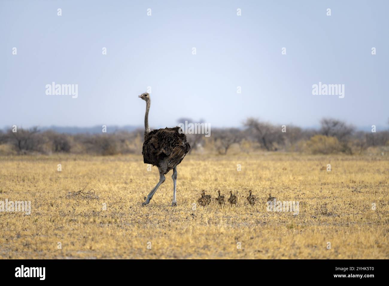 Common ostrich (Struthio camelus), adult female with six young, chicks ...