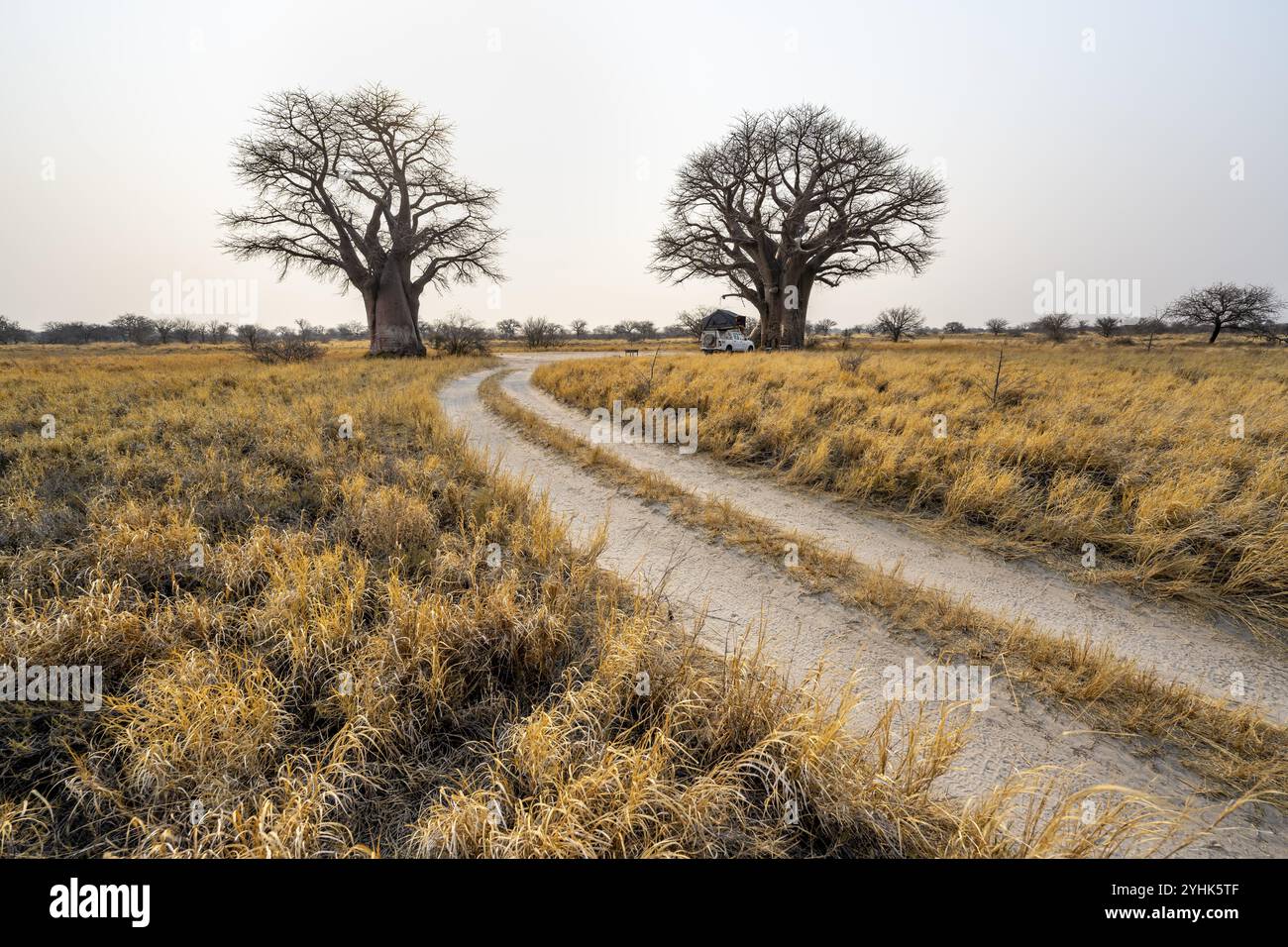 Road, track between yellow grass, baobabs at a dry salt pan, African ...