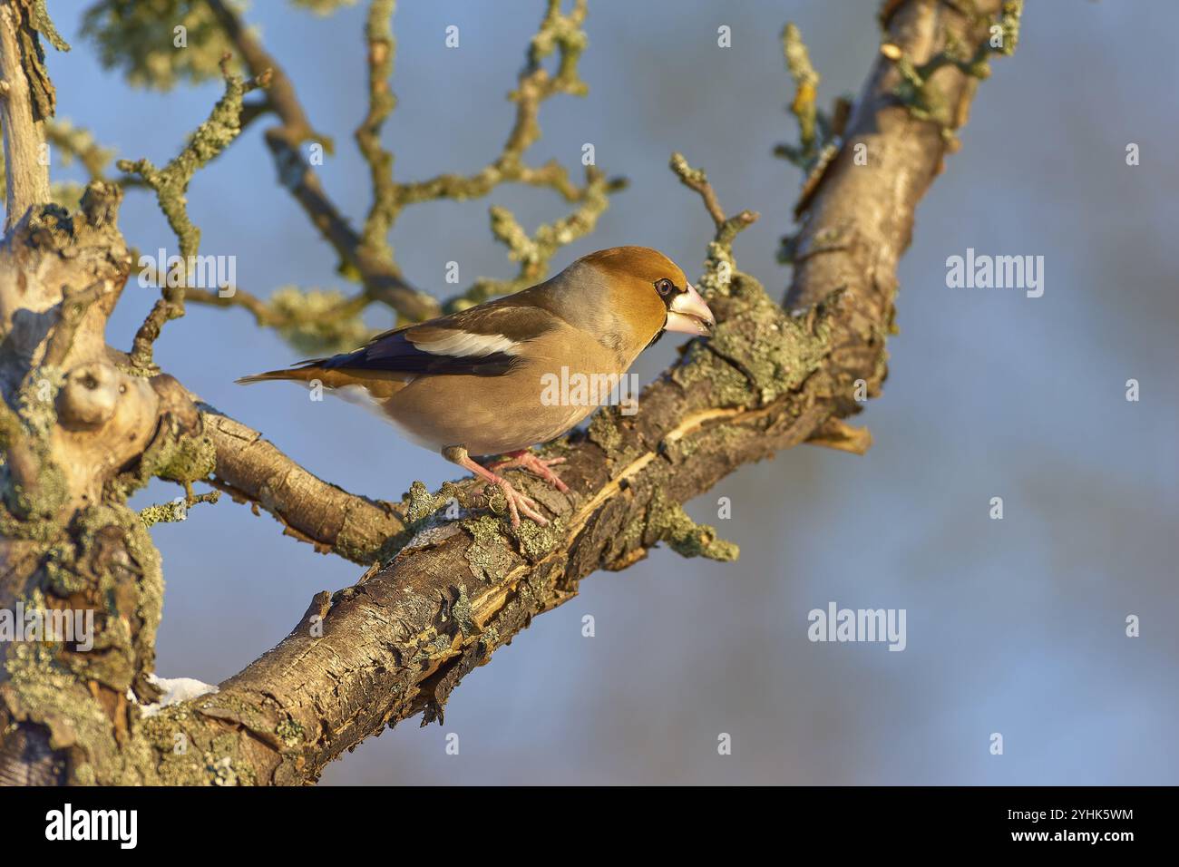 A hawfinch (Coccothraustes coccothraustes), sitting on a moss-covered ...