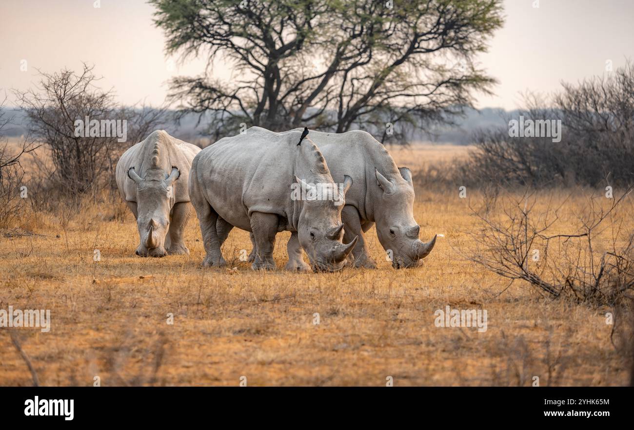 Southern white rhinoceros (Ceratotherium simum simum), three rhinos ...