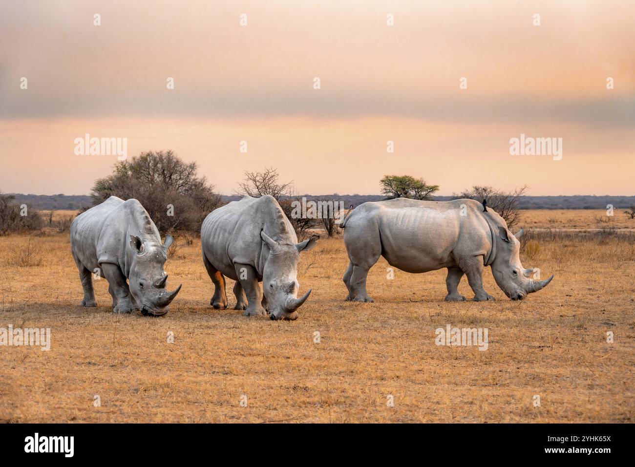 Southern white rhinoceros (Ceratotherium simum simum), three rhinos at ...