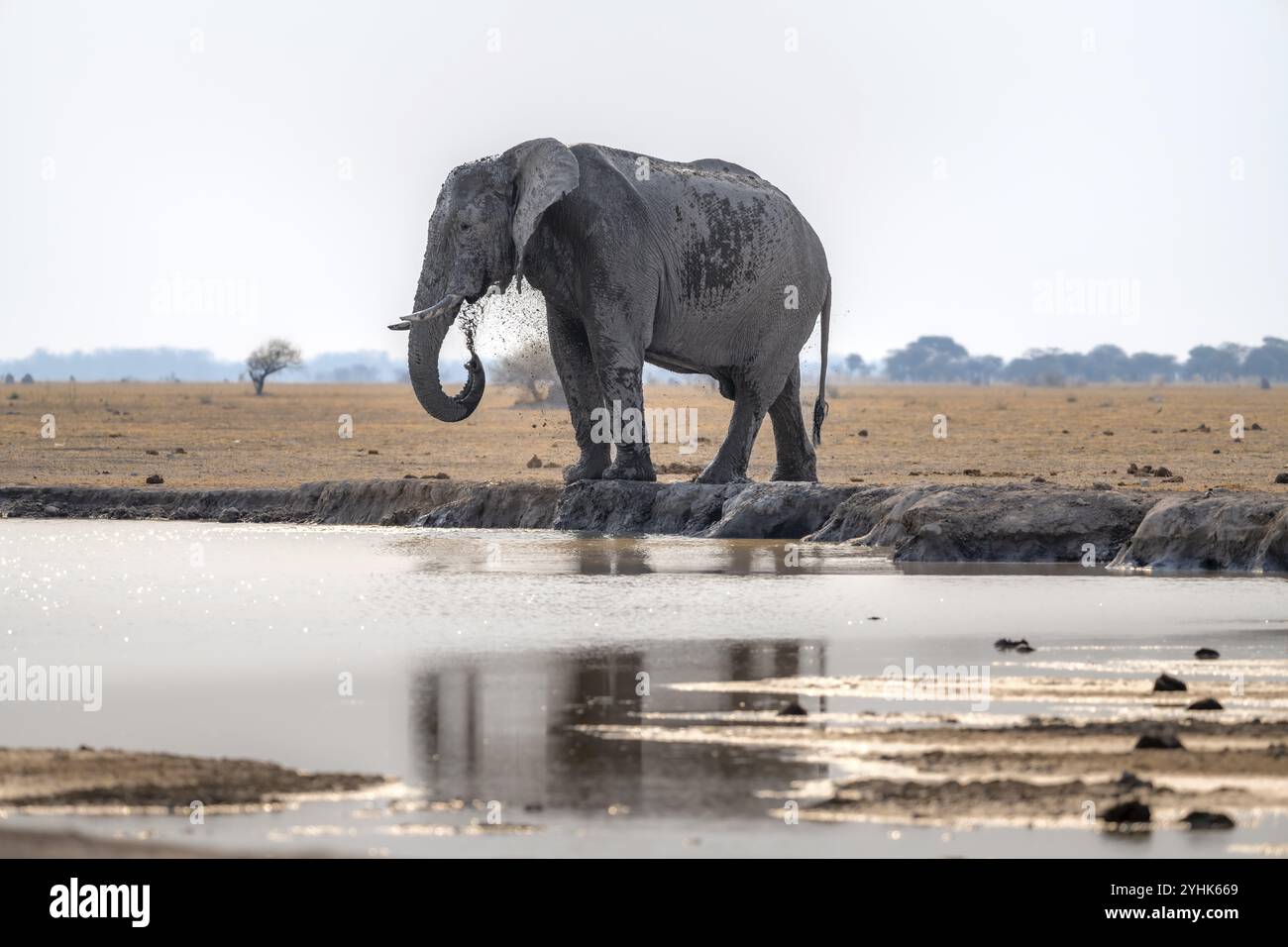 African elephant (Loxodonta africana), bathing at a waterhole ...
