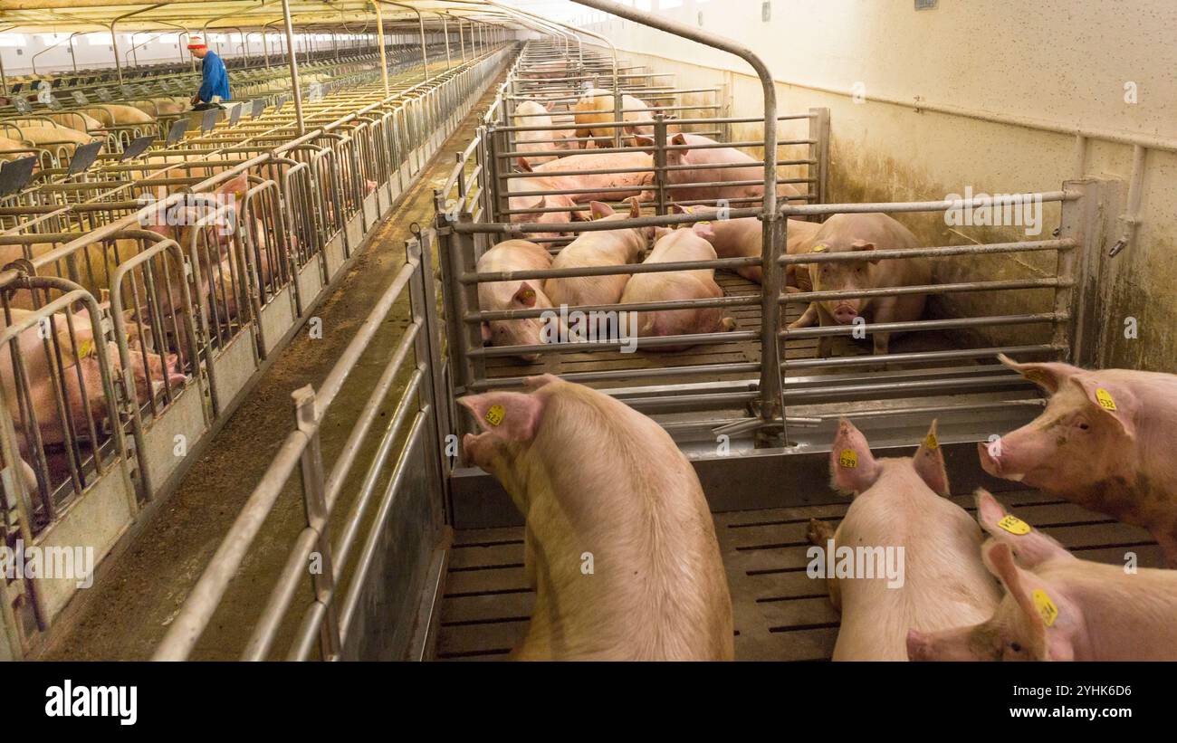 Industrial breeding sows, before insemination, left individual cages Stock Photo - Alamy
