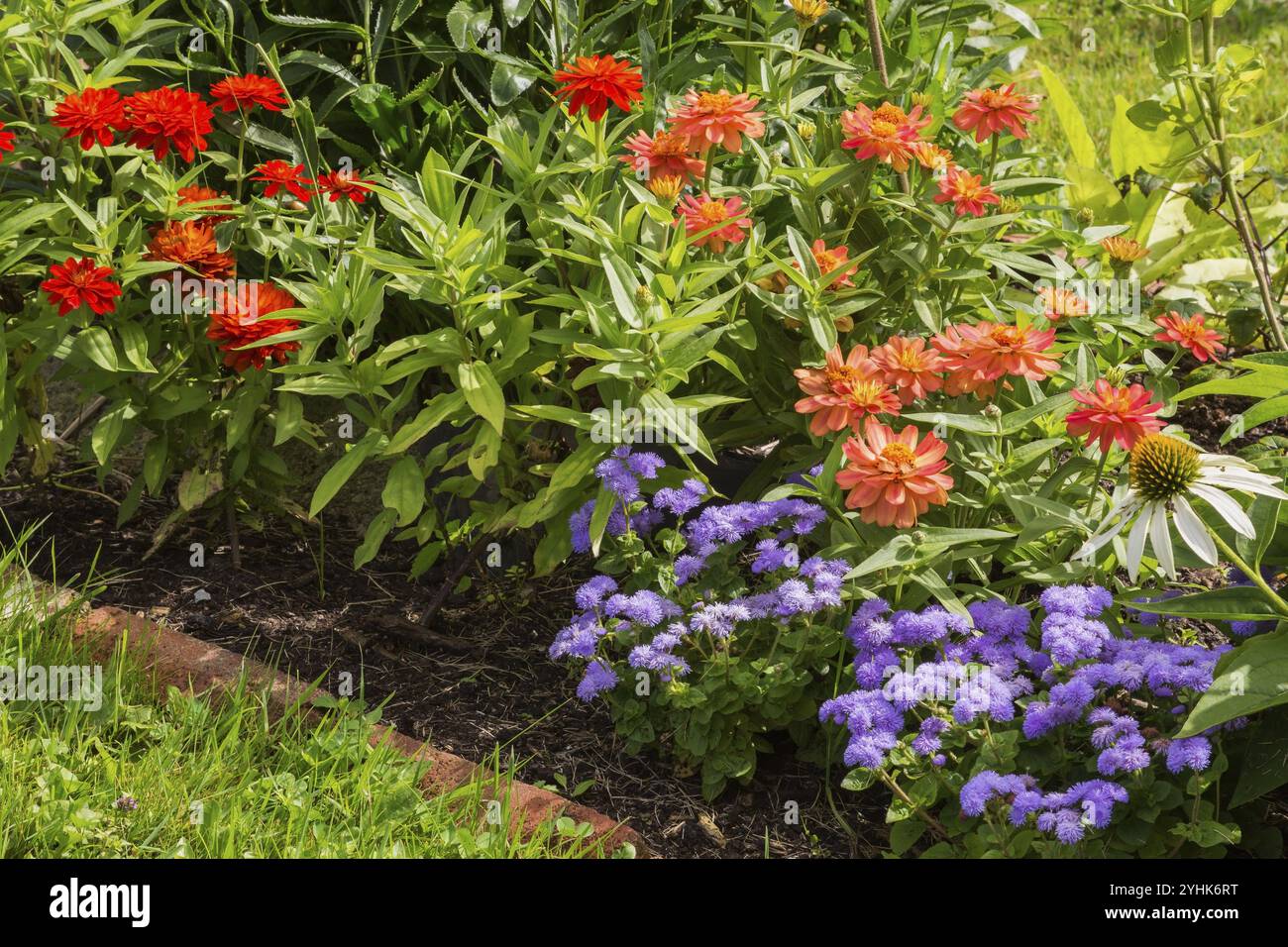 Blue ageratum plant hi-res stock photography and images - Alamy