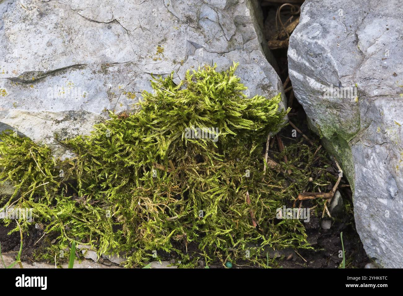 Close-up of Bryophyta, Green Moss plants growing in moist soil and on ...