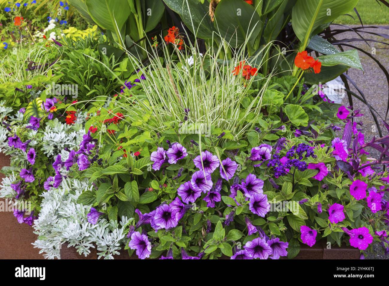 Mixed plants including purple, pink Petunias, Artemisia, Mugwort, red ...