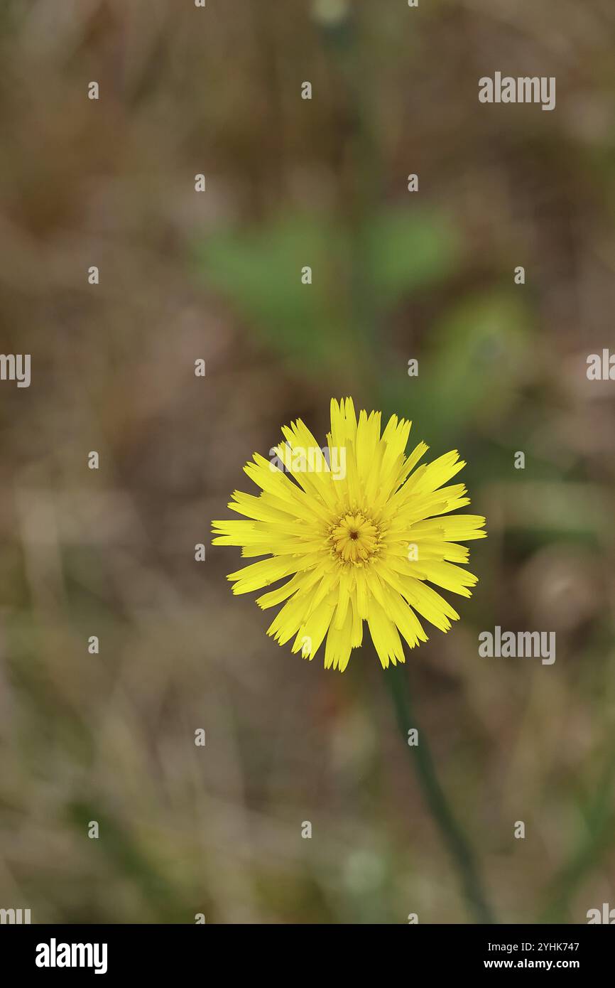Mouse-ear hawkweed, also known as Lesser mouse-eared hawkweed or long ...
