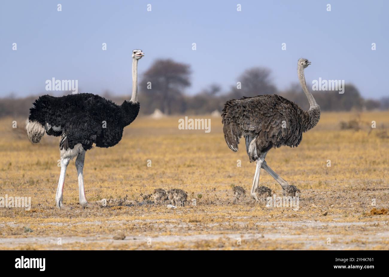 Common ostrich (Struthio camelus), adult female and male with young ...