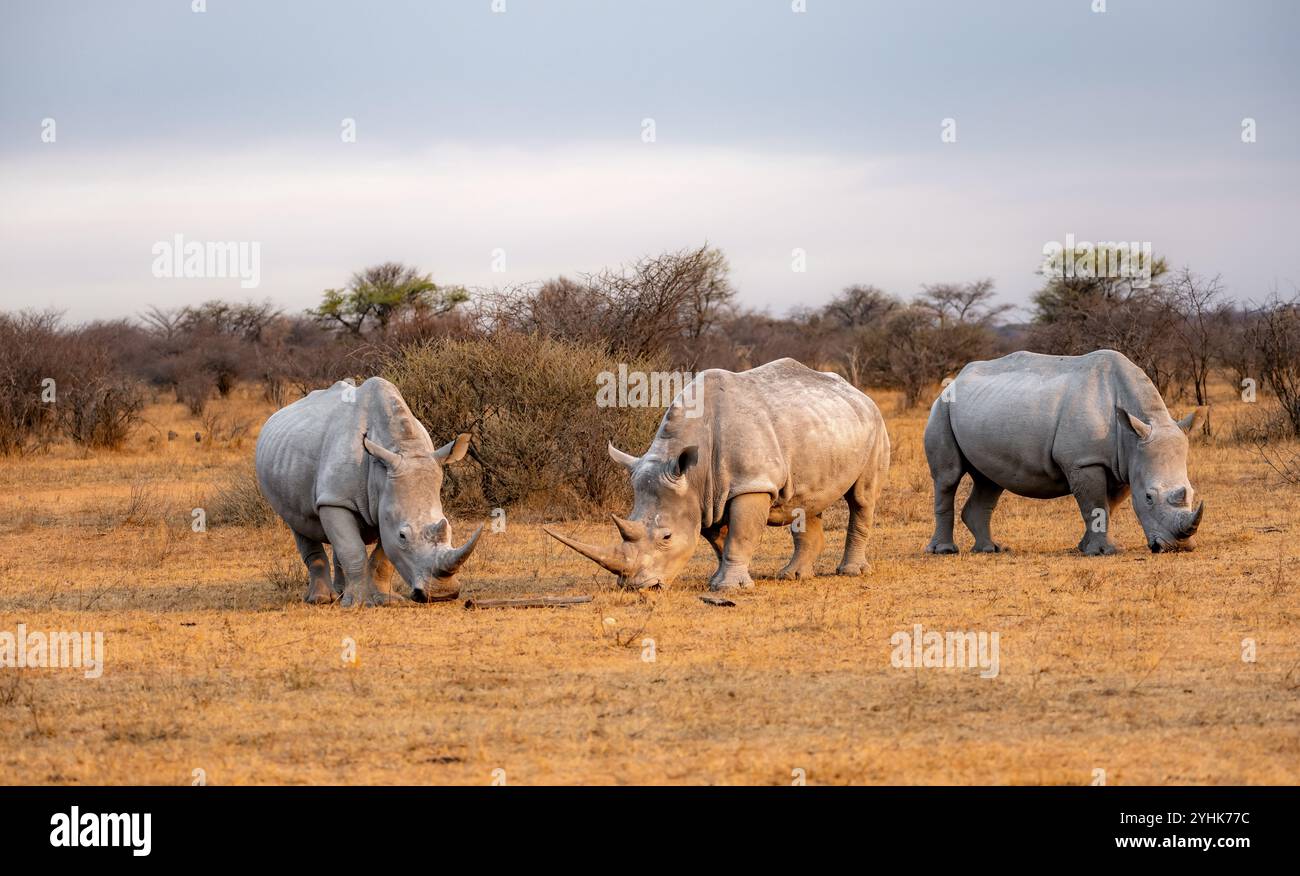 Southern white rhinoceros (Ceratotherium simum simum), three rhinos in ...