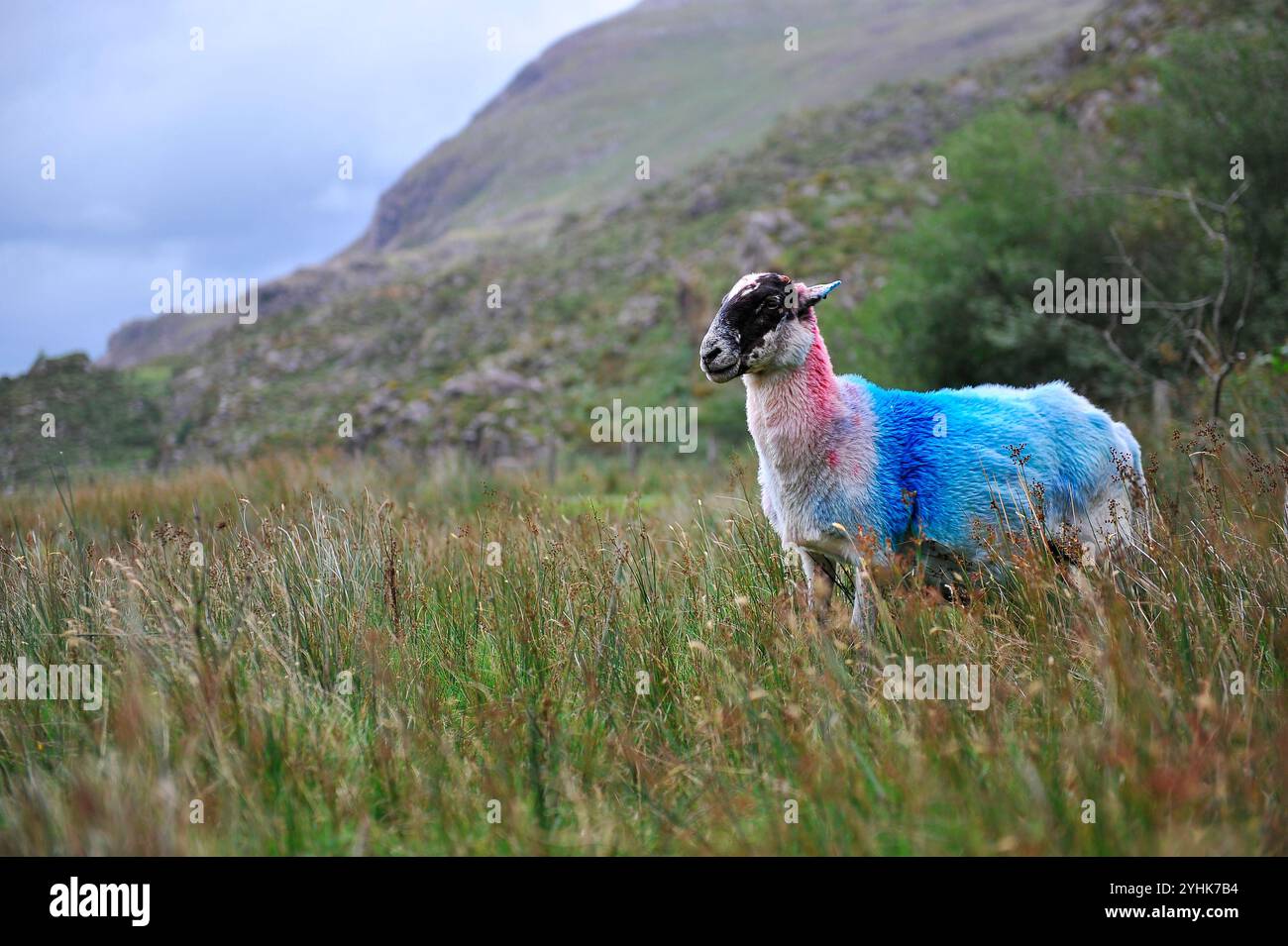 Color-marked Irish sheep, Highlands, Scotland, UK Stock Photo - Alamy