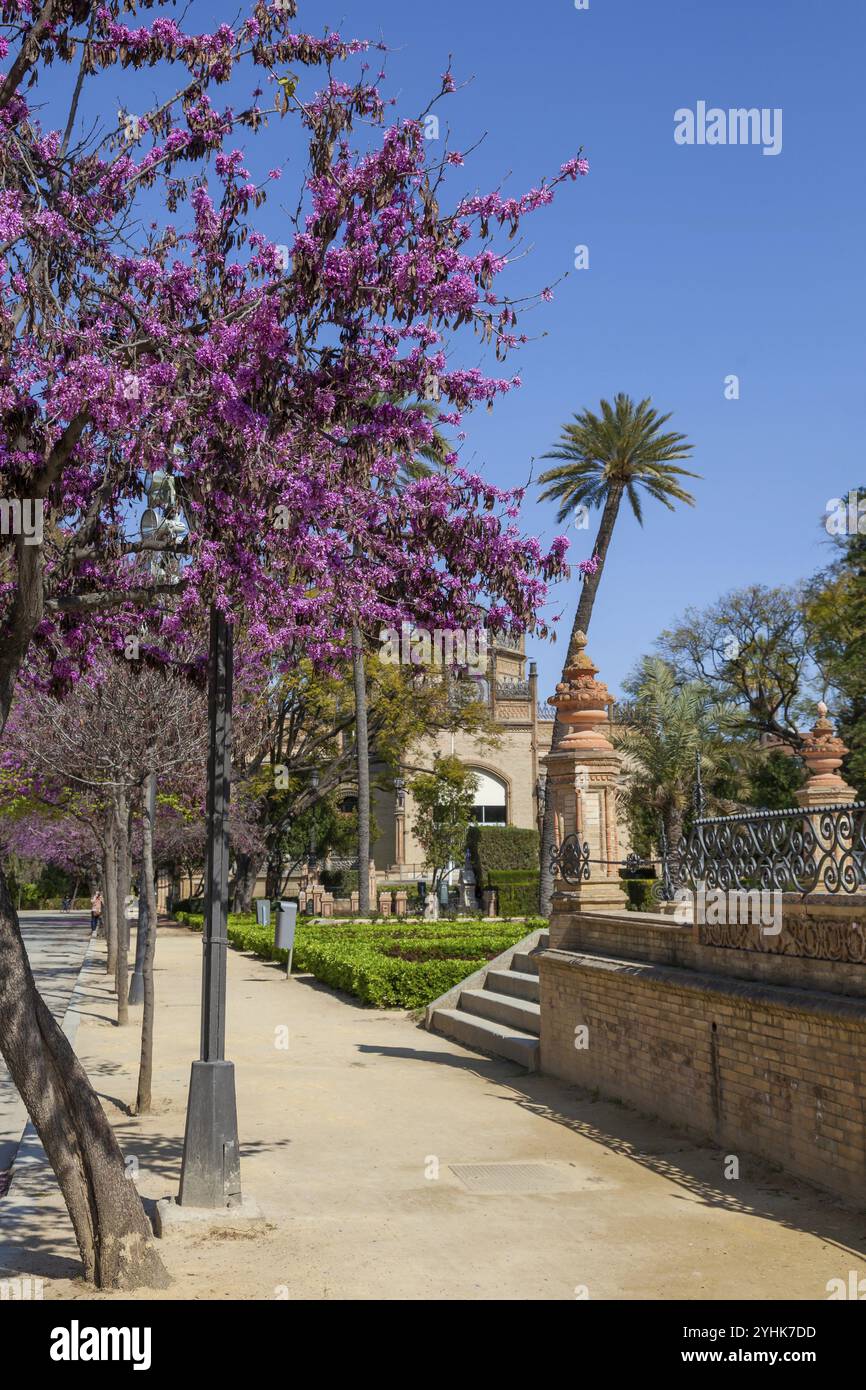 Flowering Judas Tree (Cercis siliquastrum), Maria Luisa Park, Seville ...