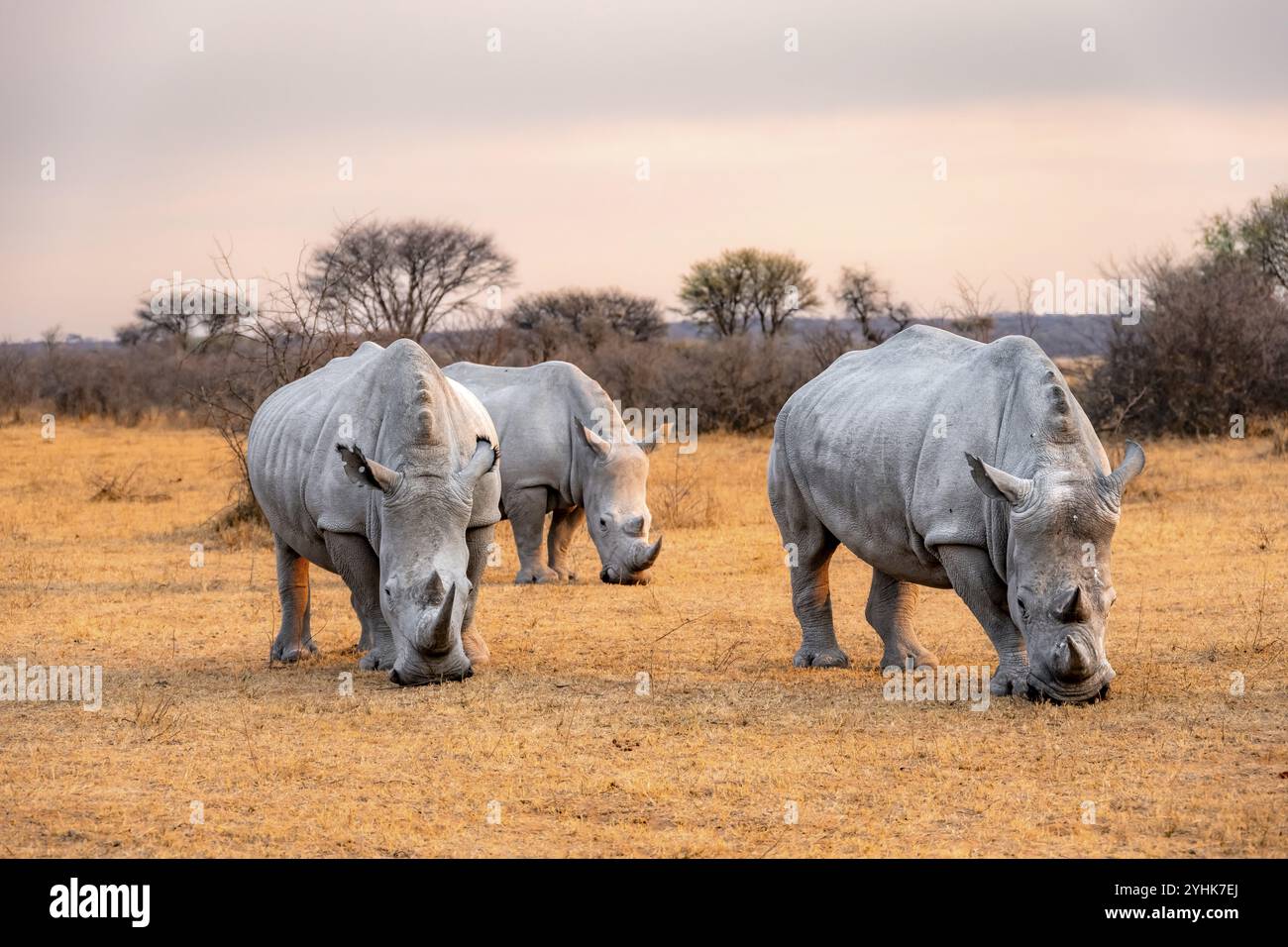 Southern white rhinoceros (Ceratotherium simum simum), three rhinos at ...
