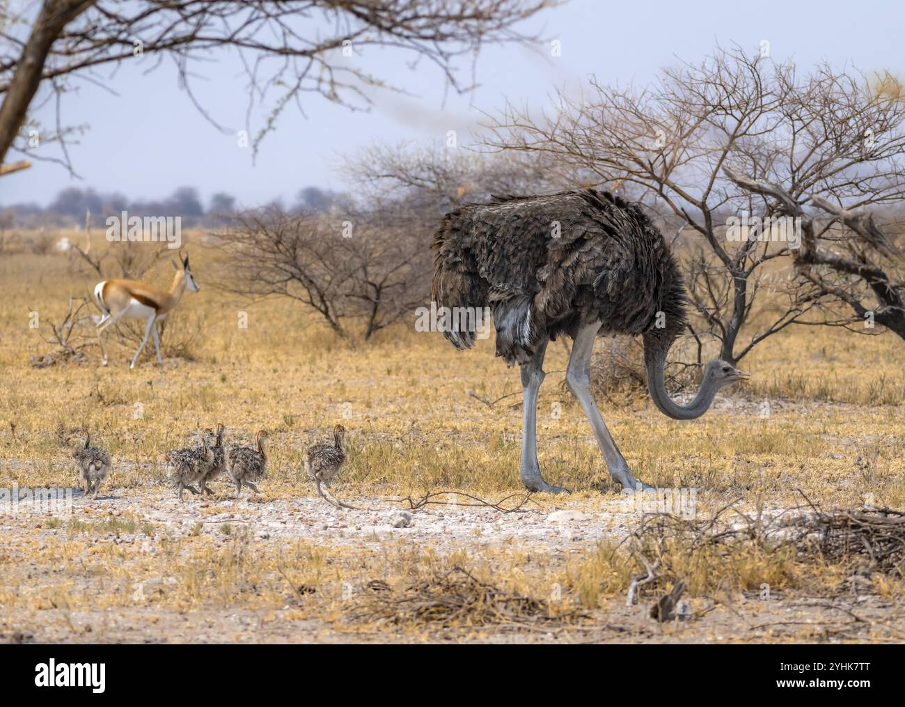 Common ostrich (Struthio camelus), adult female with young, chicks ...