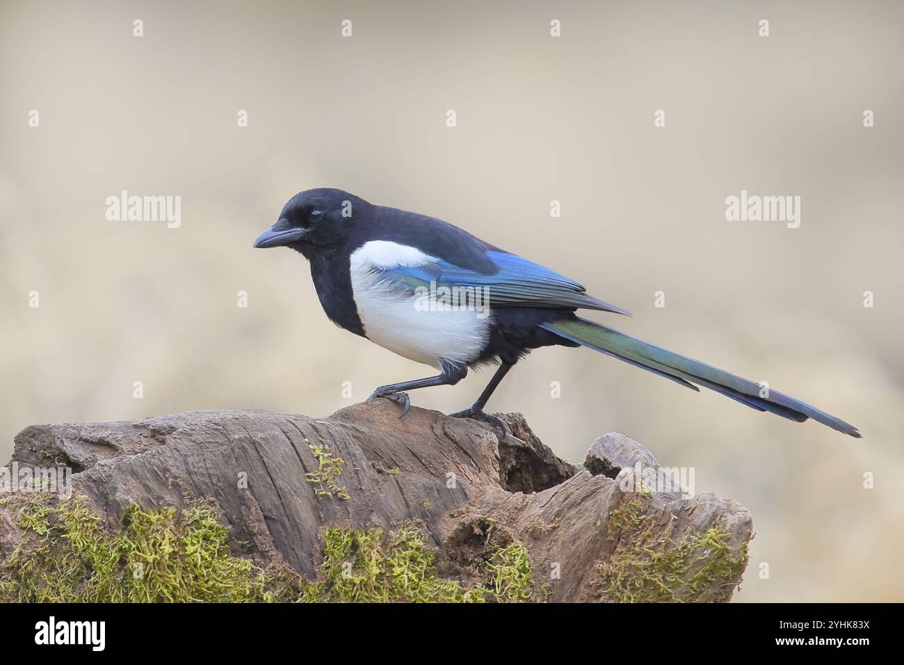 Magpie, (Pica pica) sitting on a tree stump, with contrasting blue ...