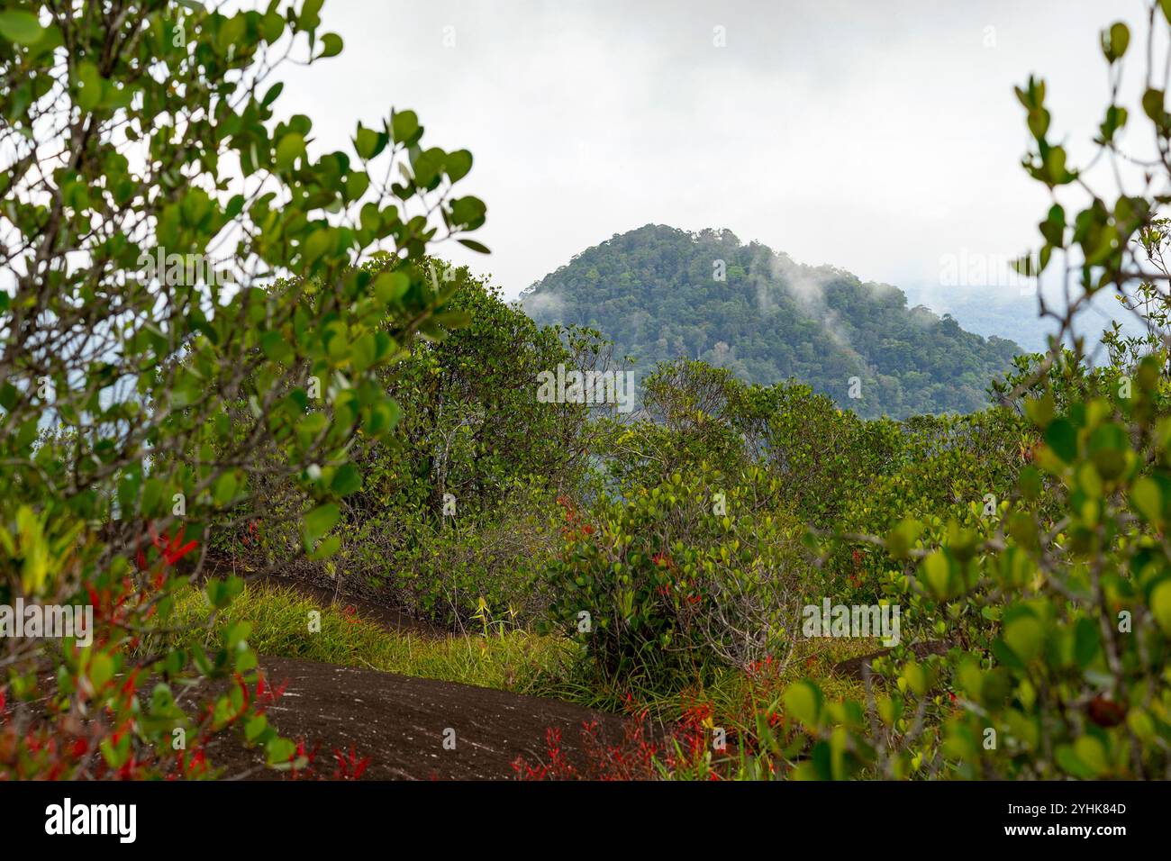 Inselberg in the Nouragues nature reserve. View of the entire forest ...