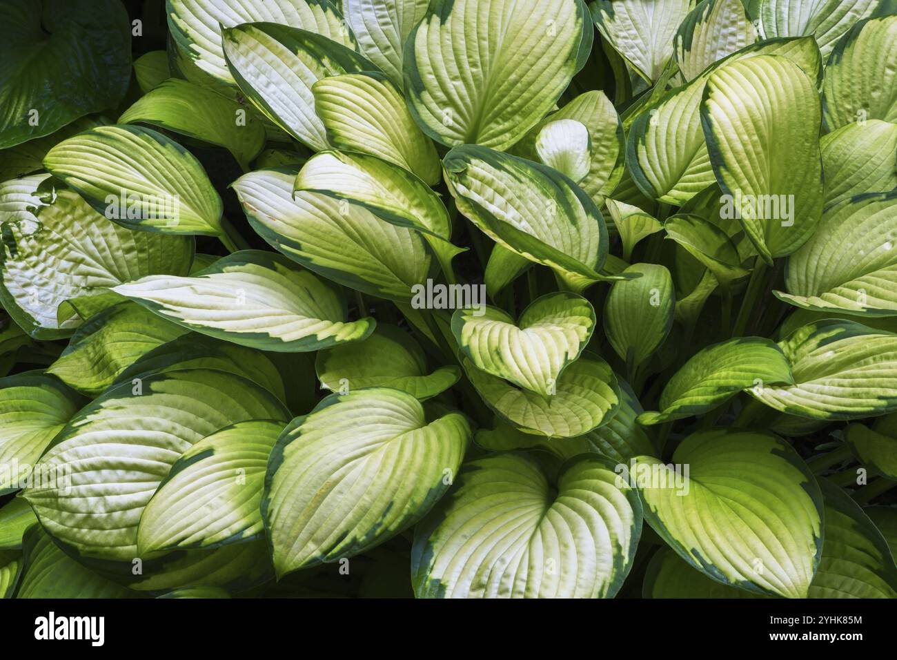 Flowering hostas hi-res stock photography and images - Alamy