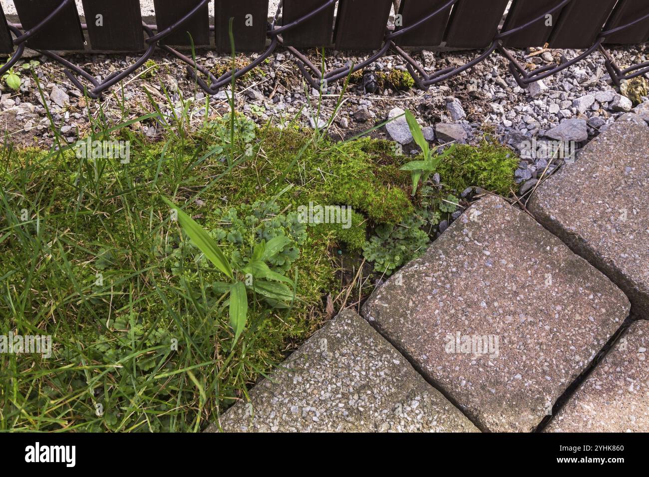 Top view of undesirable invasive plants including Bryophyta, Green Moss ...