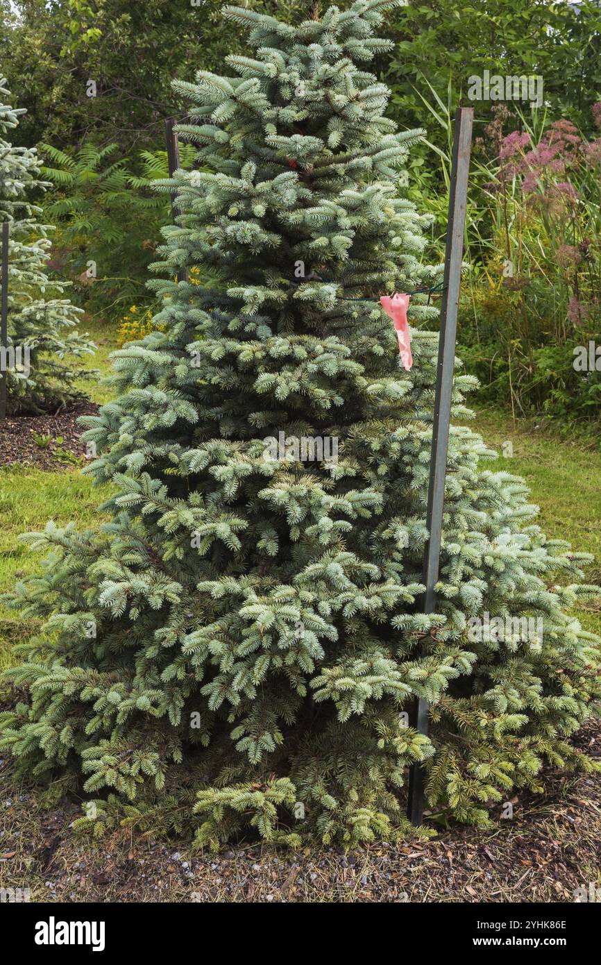 Young and newly planted Picea glauca, White Spruce tree tied to a metal ...