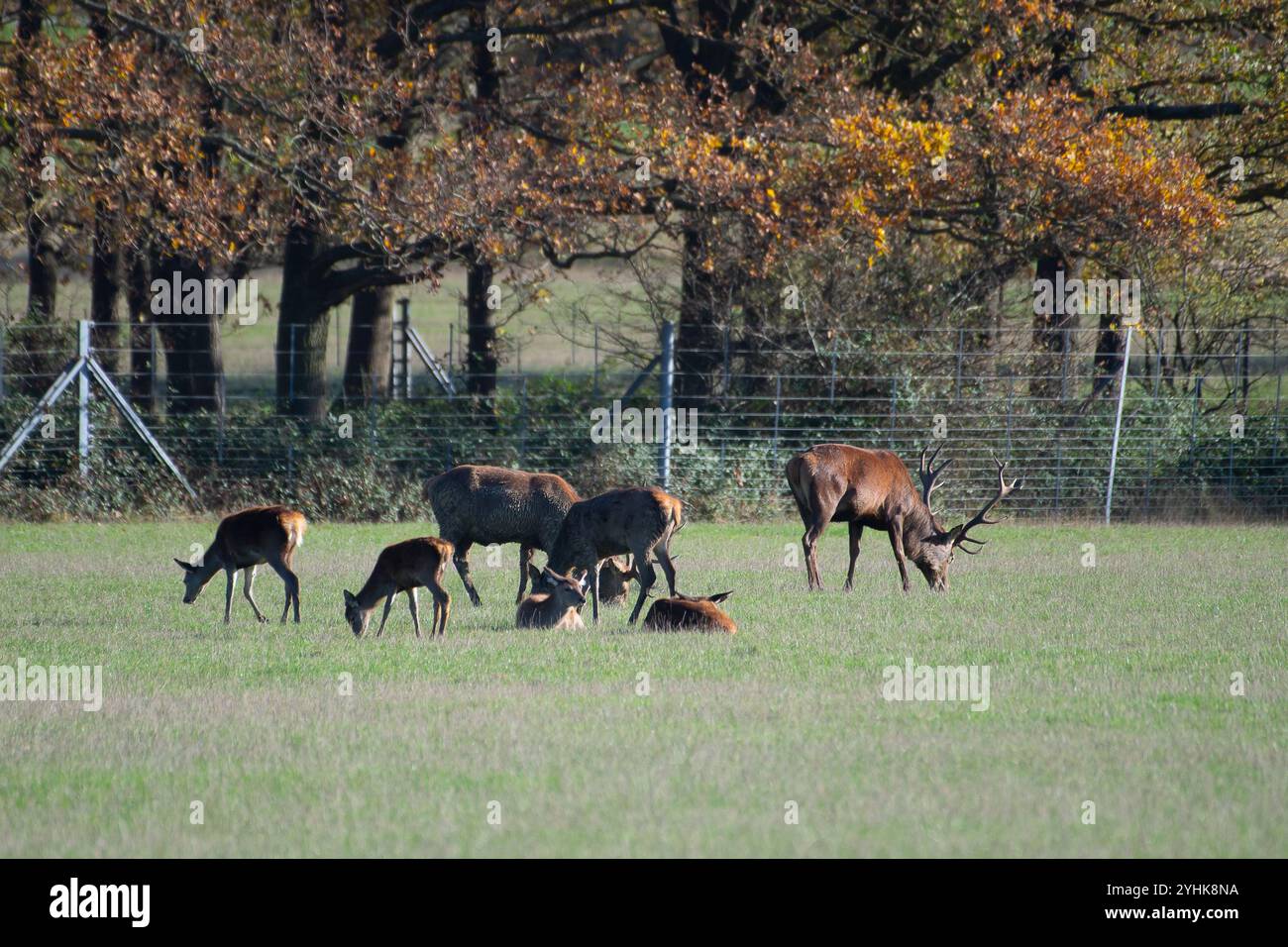 Windsor, Berkshire, UK. 12th November, 2024. Red Deer in Windsor Great ...