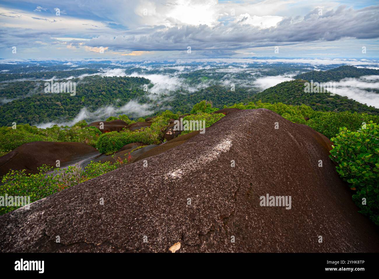View from the Inselberg in the Nouragues nature reserve. View of the ...